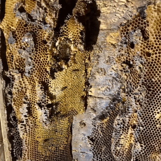 The Bee House Studio – Hunter Moon Homestead